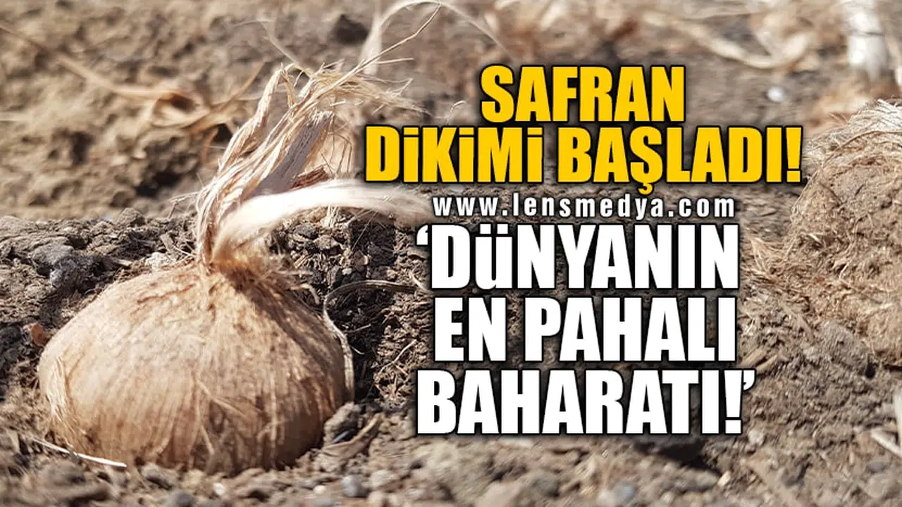 SAFRAN DİKİMİ BAŞLADI! 'DÜNYANIN EN PAHALI BAHARATI!' | Lens Medya ...
